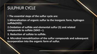 Sulphur.characteristics role importances | PPTX
