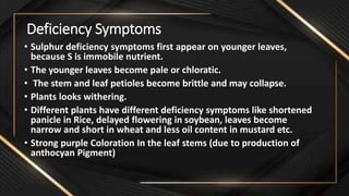Sulphur.characteristics role importances | PPT