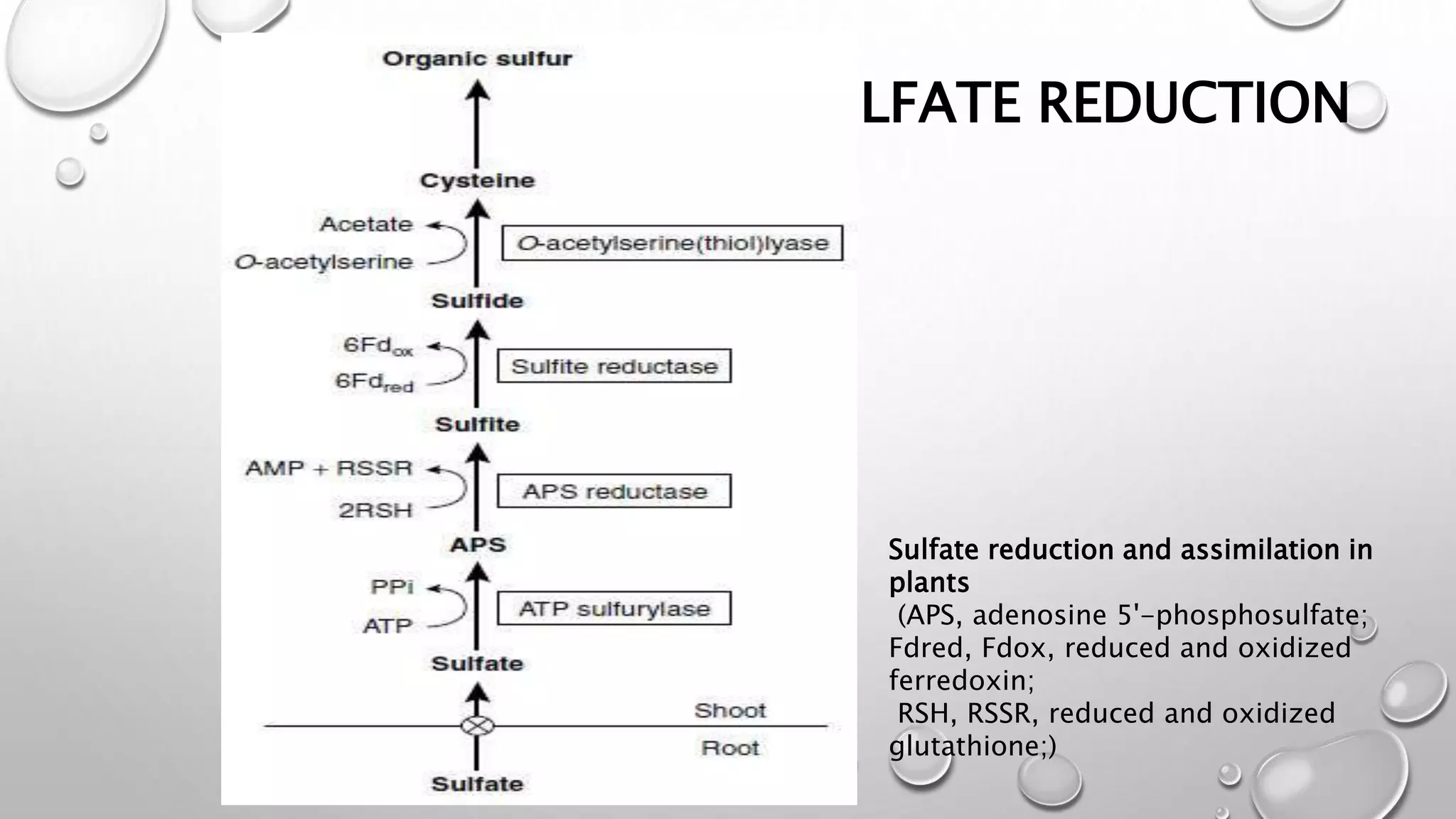 Sulphur assimilation in plants | PPTX