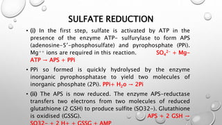 Sulphur assimilation in plants | PPTX
