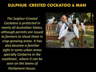 Sulphur crested coockatoo | PPT