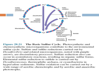 Sulphur Cycle In Microbiology