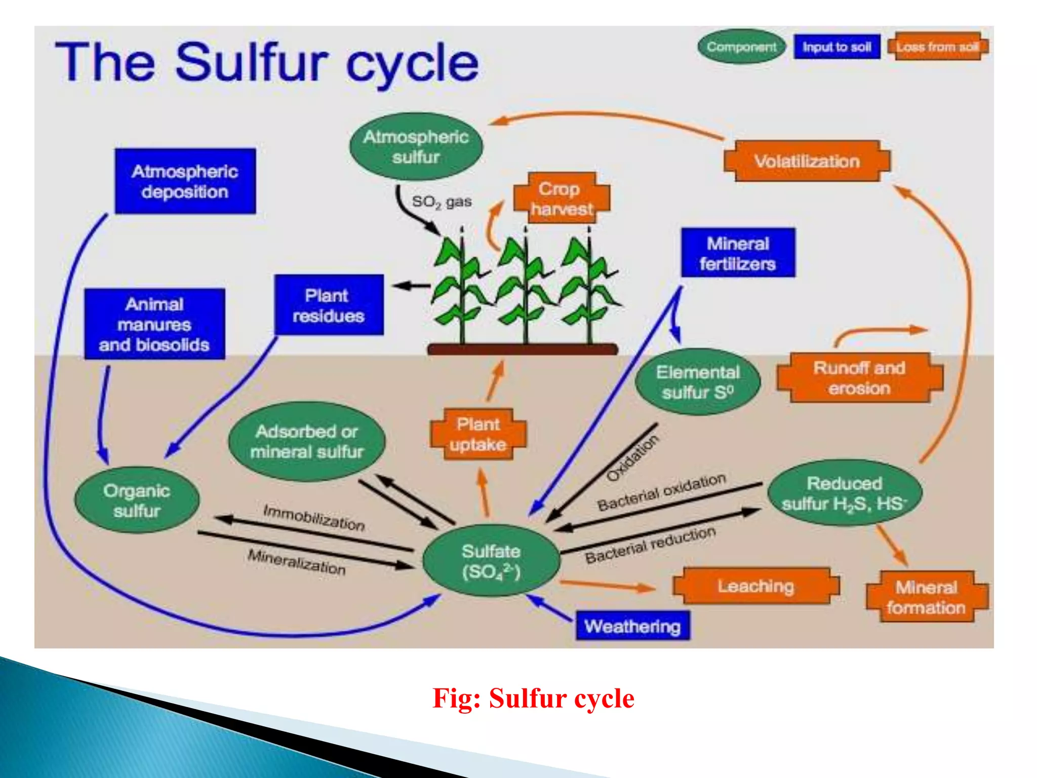 Sulphur cycle | PPT