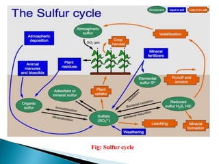 Sulphur cycle | PPT