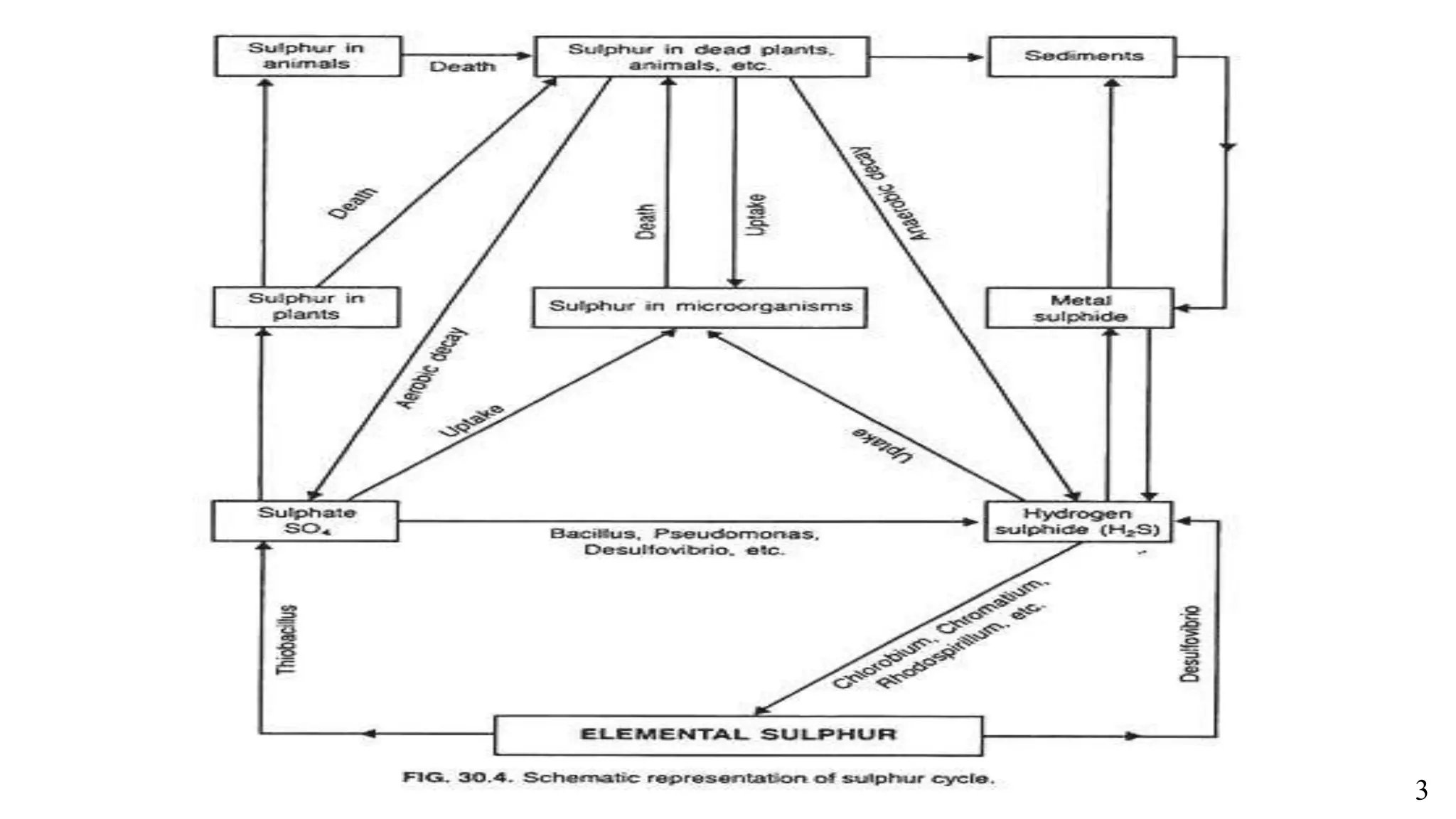 Sulphur cycle | PPTX
