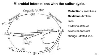 Sulphur cycle | PPTX