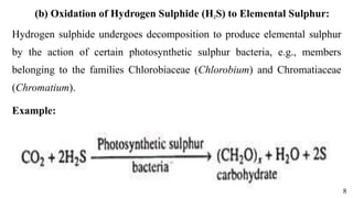 Sulphur cycle | PPTX