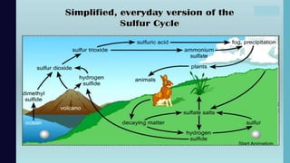Sulphur cycle1 | PPTX