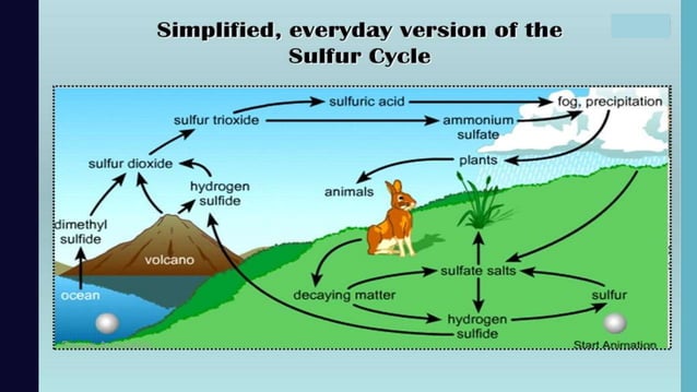 Sulphur cycle1 | PPT