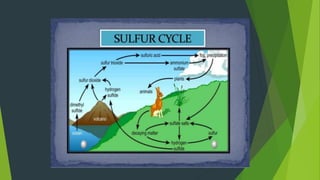 Sulfur Cycle For Kids