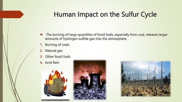 Sulphur cycle(Ecology) by Muhammad Ramzan.pptx