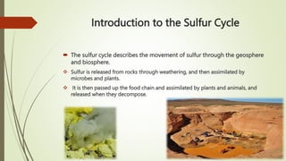 Sulphur cycle(Ecology) by Muhammad Ramzan.pptx | Chemistry | Science