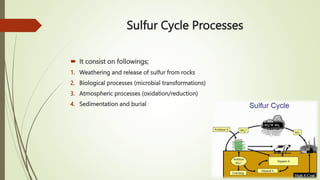 Sulphur cycle(Ecology) by Muhammad Ramzan.pptx | Chemistry | Science