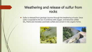 Sulphur cycle(Ecology) by Muhammad Ramzan.pptx | Chemistry | Science