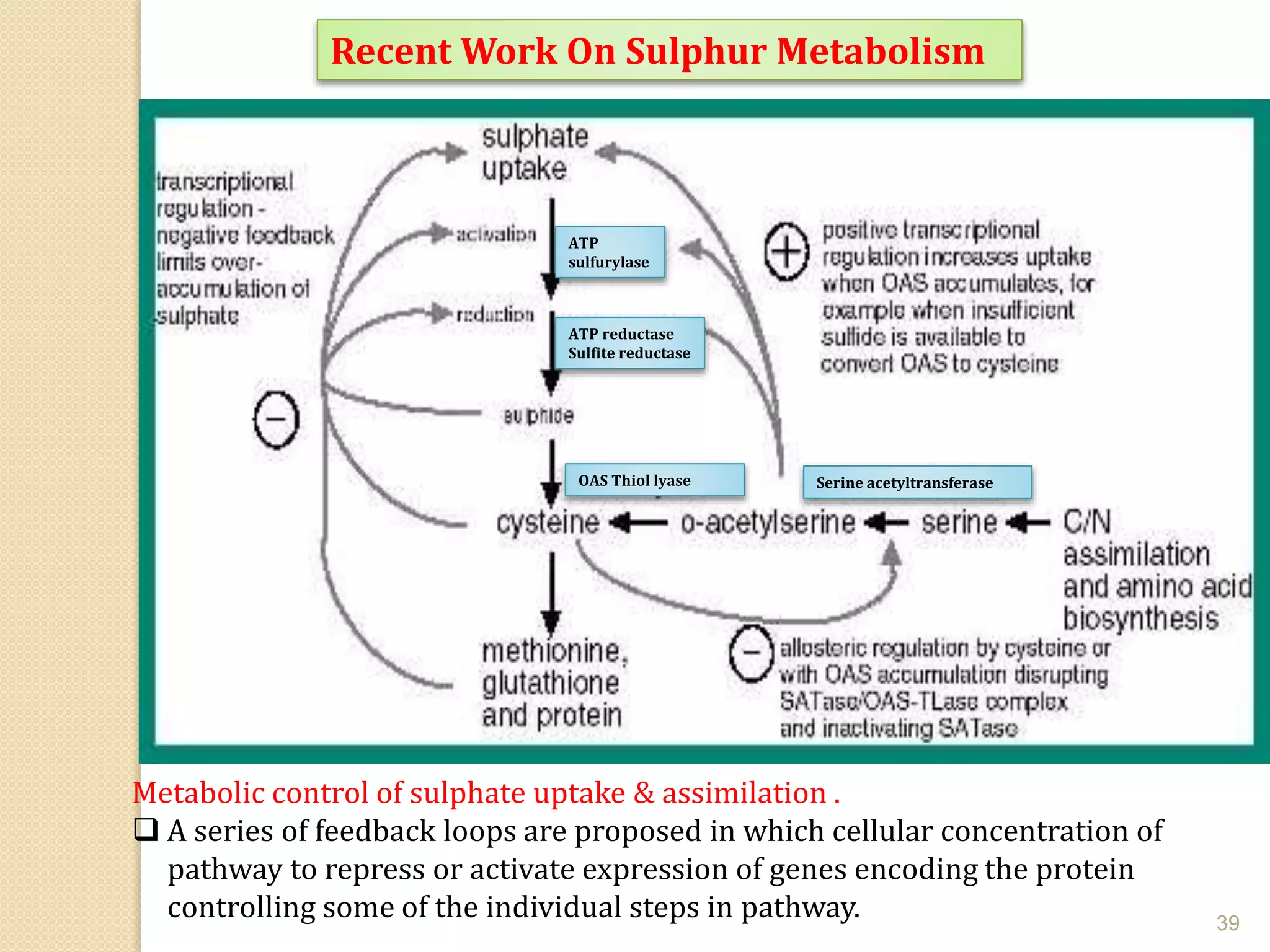 Sulphur metabolism | PPTX
