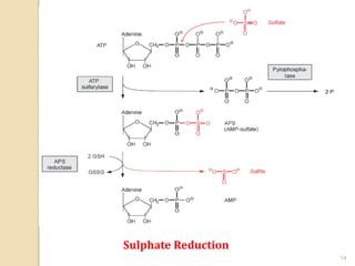 Sulphur metabolism | PPTX