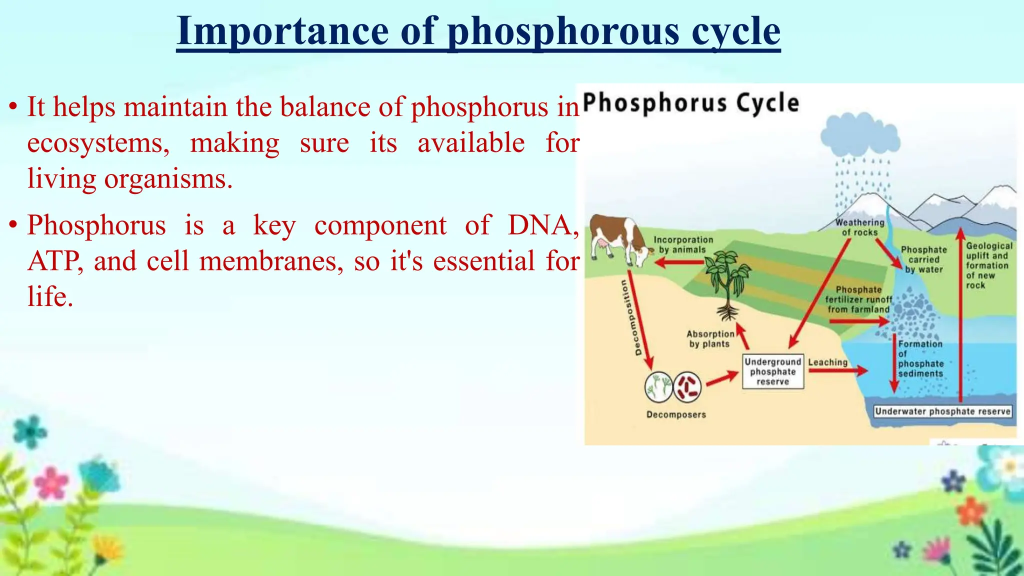 Sulphur & Phosphrus Cycle PowerPoint Presentation (2) [Autosaved]-3-1.pptx
