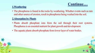 Sulphur & Phosphrus Cycle PowerPoint Presentation (2) [Autosaved]-3-1.pptx