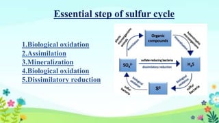Sulphur & Phosphrus Cycle PowerPoint Presentation (2) [Autosaved]-3-1.pptx