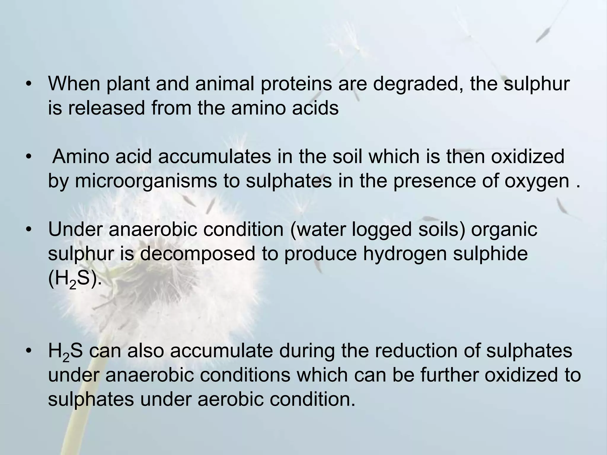 Sulfur Transformation | PPTX