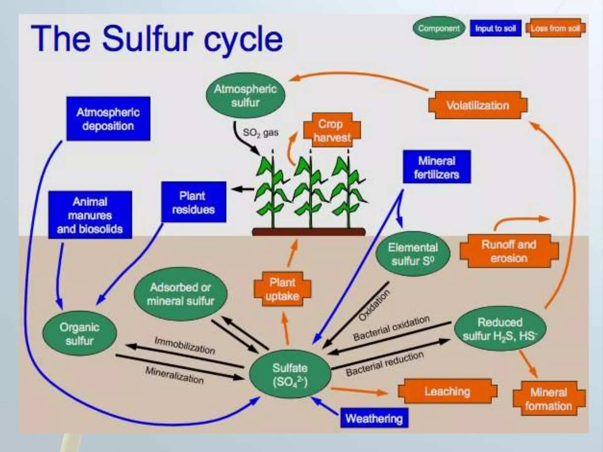 Sulfur Transformation | PPTX
