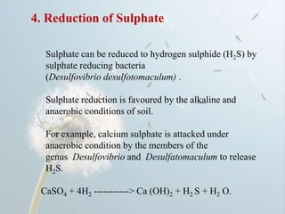 Sulfur Transformation | PPTX