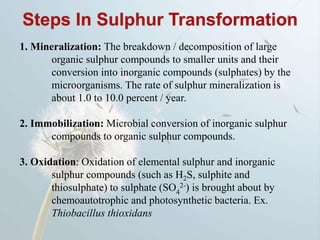 Sulfur Transformation | PPTX
