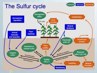 Sulfur Transformation | PPTX