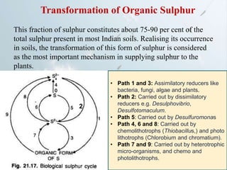 Sulfur Transformation | PPTX