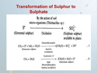 Sulfur Transformation | PPTX