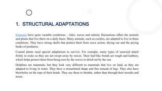ADAPTATION OF MARINE ORGANISMS TO DIFFERENT ENVIRONMENT | PPTX