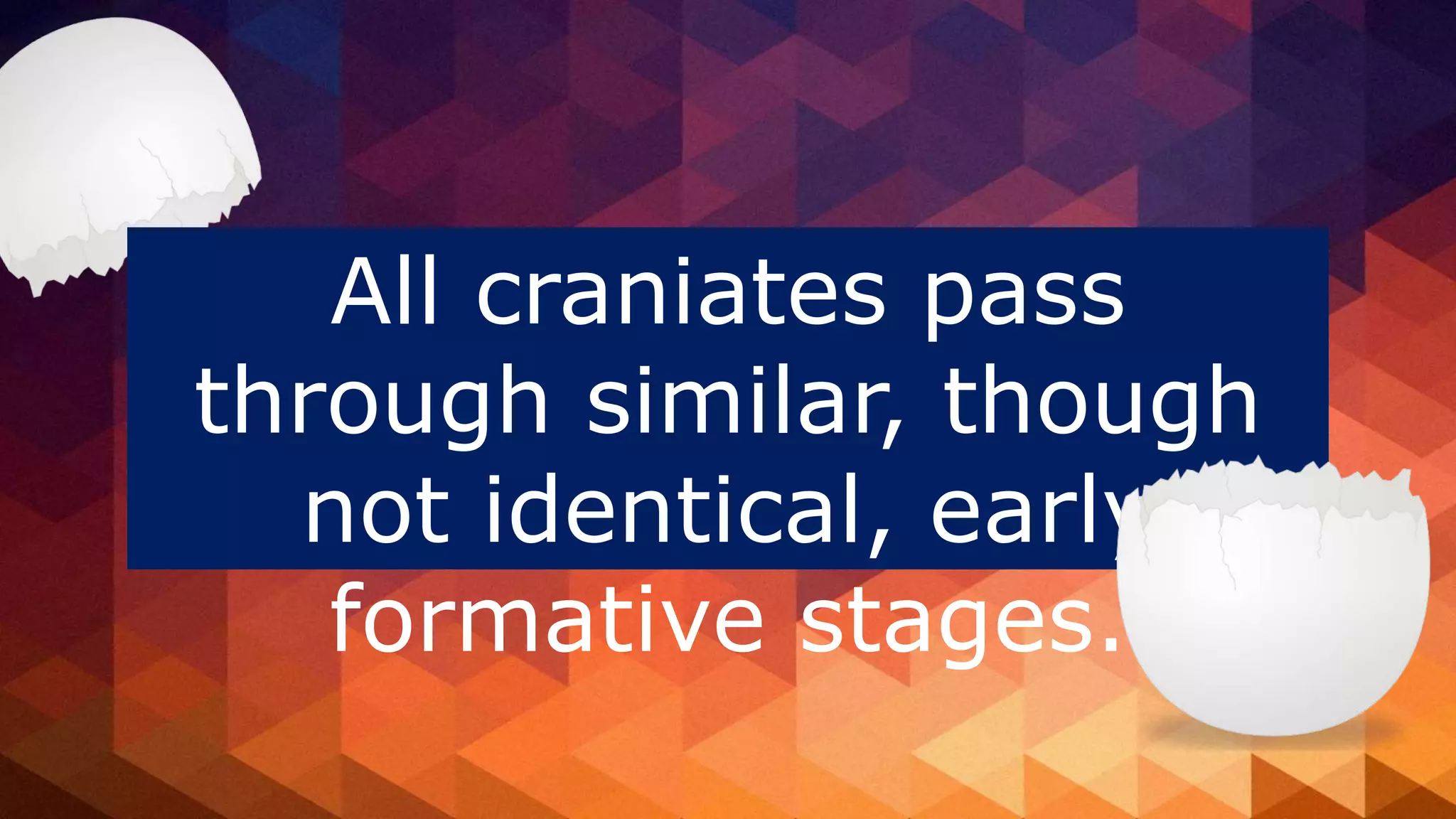Comparative Anatomy of Vertebrates Chapter 5 Early Craniate ...