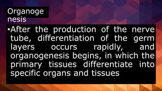Comparative Anatomy of Vertebrates Chapter 5 Early Craniate ...