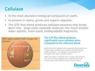 Public Sewer Grease Prevention Using Suma Drain GTS Plus By Diversey | PPTX