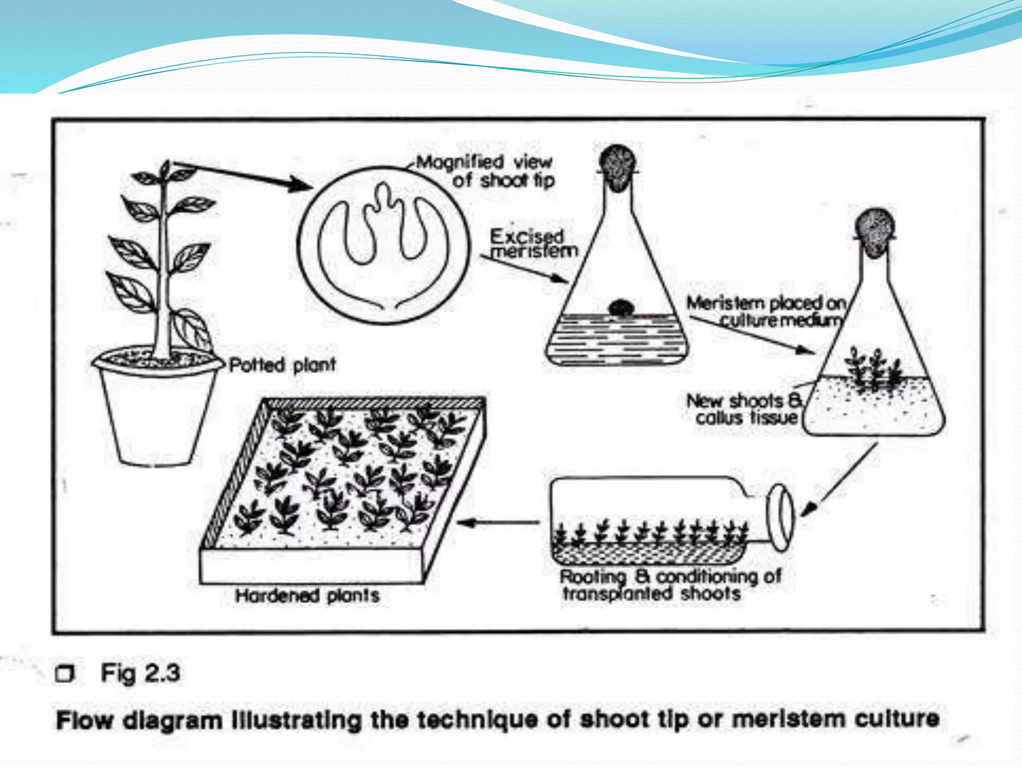 Meristem culture | PPTX