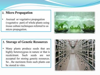 Meristem culture | PPTX