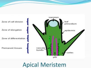Meristem culture | PPTX