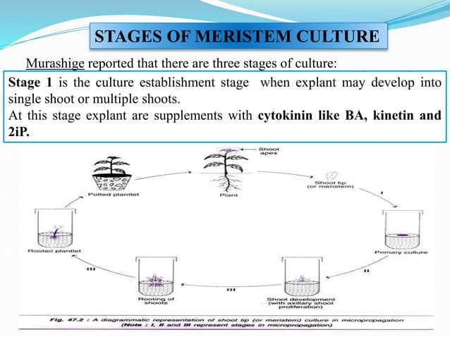 Meristem culture | PPTX