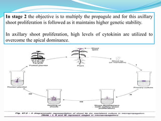 Meristem culture | PPTX