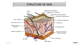 Structure And function of skin .pdf