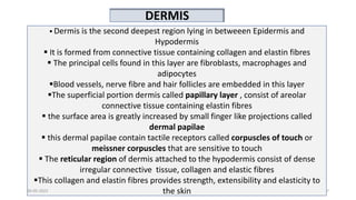 Structure And function of skin .pdf | Skin and Dermatology | Diseases ...