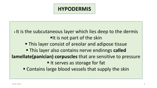 Structure And function of skin .pdf | Skin and Dermatology | Diseases ...