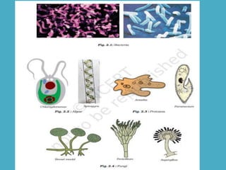 Micro-Organisms - Class 8 | PPT