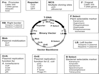 A comprehensive study of shuttle vector & binary vector and its rules of in gene transfer | PPTX