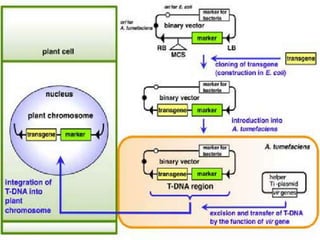 A comprehensive study of shuttle vector & binary vector and its rules of in gene transfer | PPTX