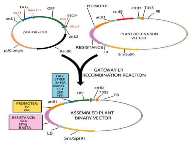 A comprehensive study of shuttle vector & binary vector and its rules of in gene transfer | PPTX ...