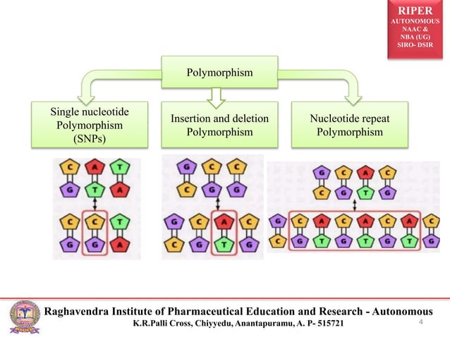 Polymorphism Affecting Drug Metabolism | PPTX