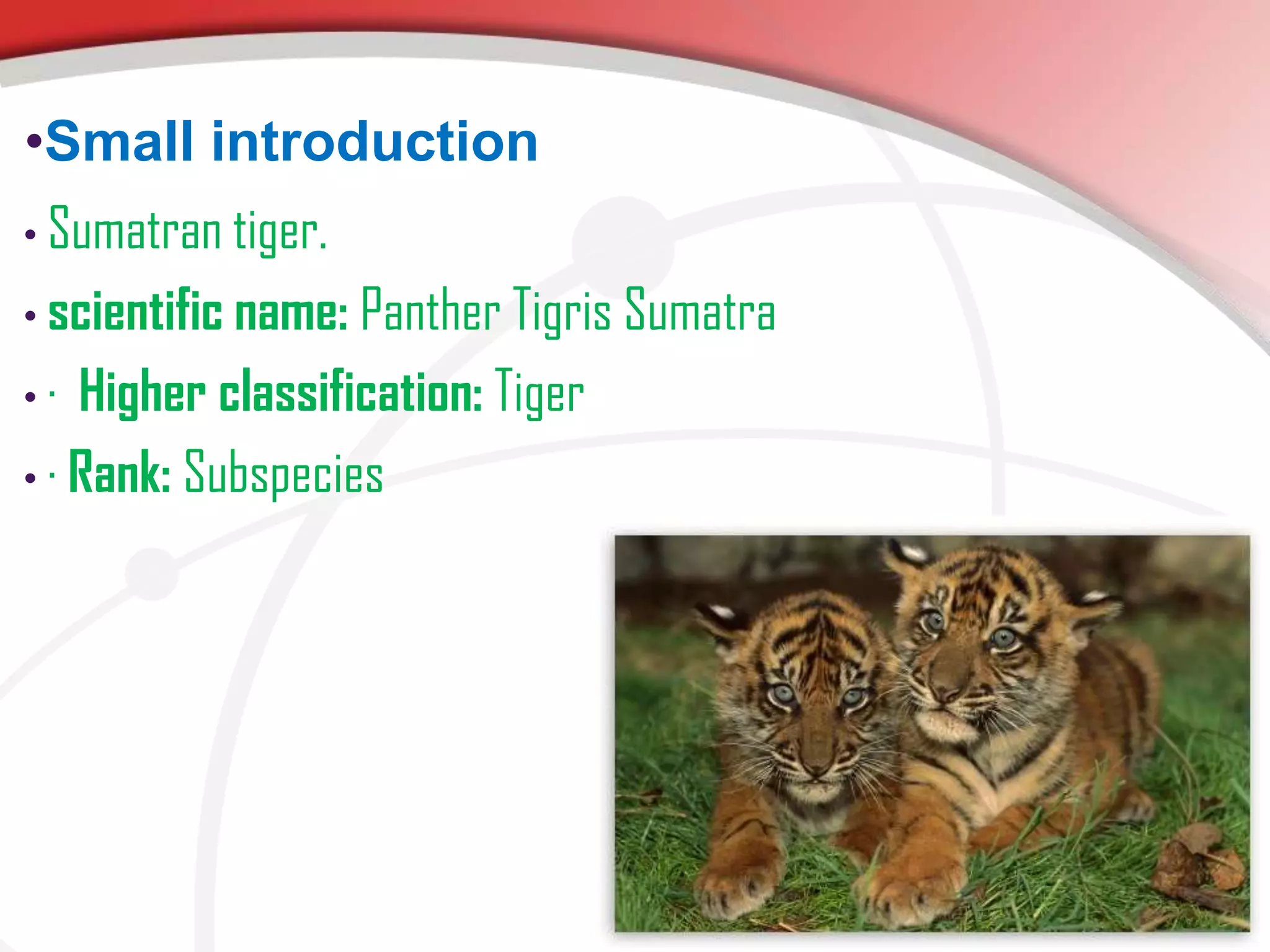 Sumatran tiger | PPTX | Hunting and Shooting | Sports