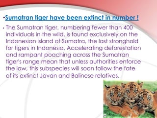 Sumatran tiger | PPTX | Hunting and Shooting | Sports