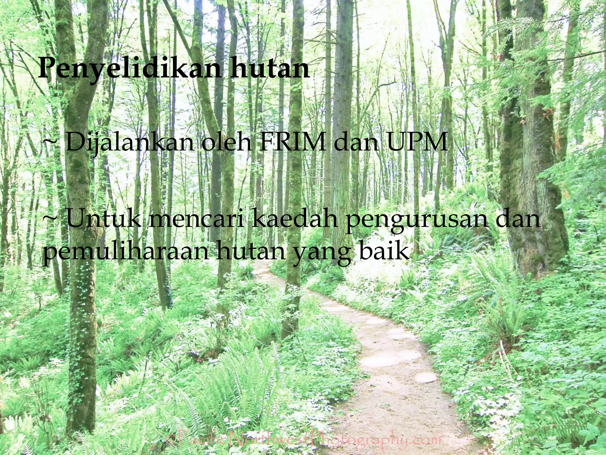 Langkah-Langkah Pengurusan Sumber Hutan | PPTX